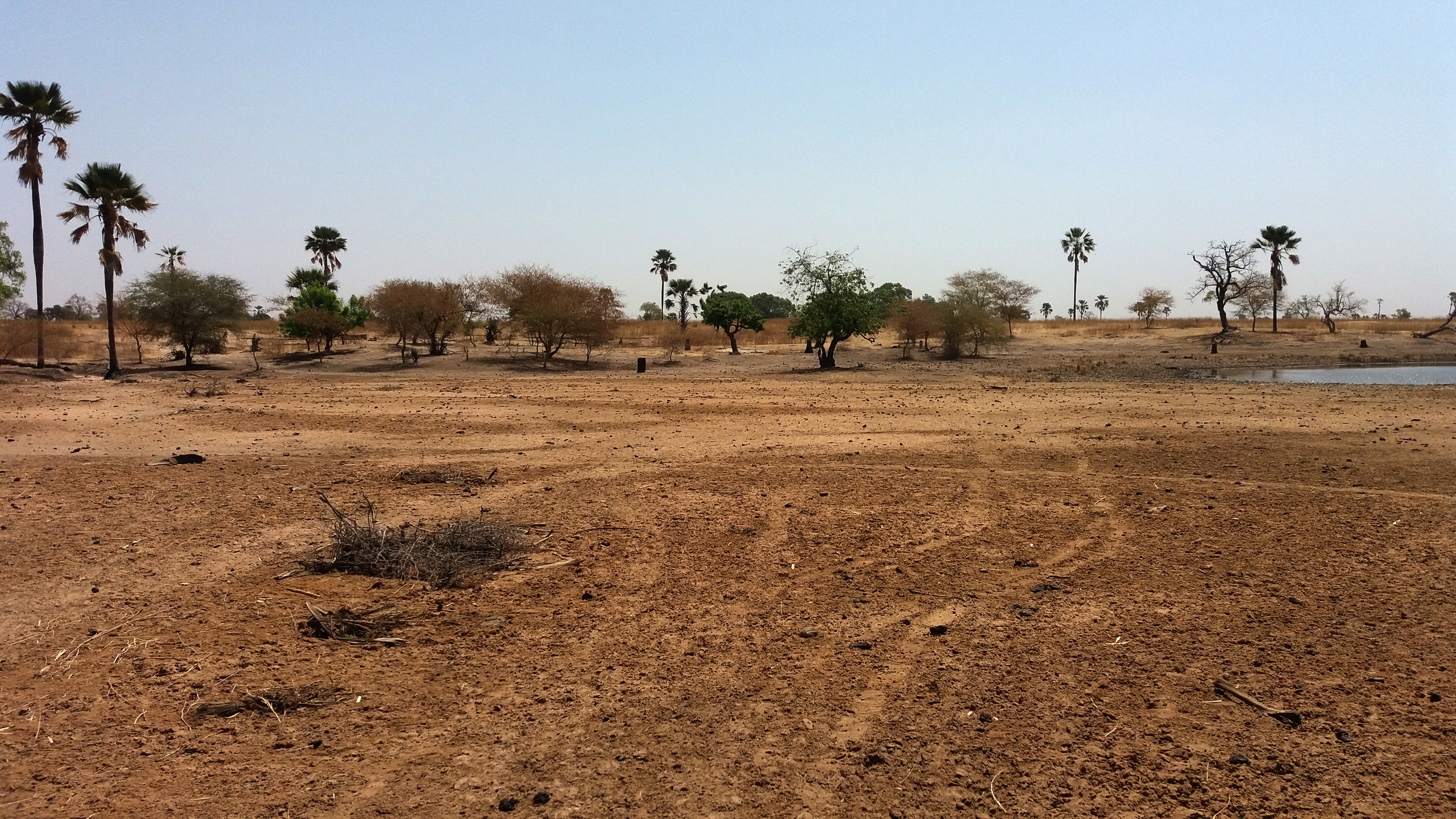 Donate Trees! Reforest the Future, The Gambia | Chuffed | Non-profit ...