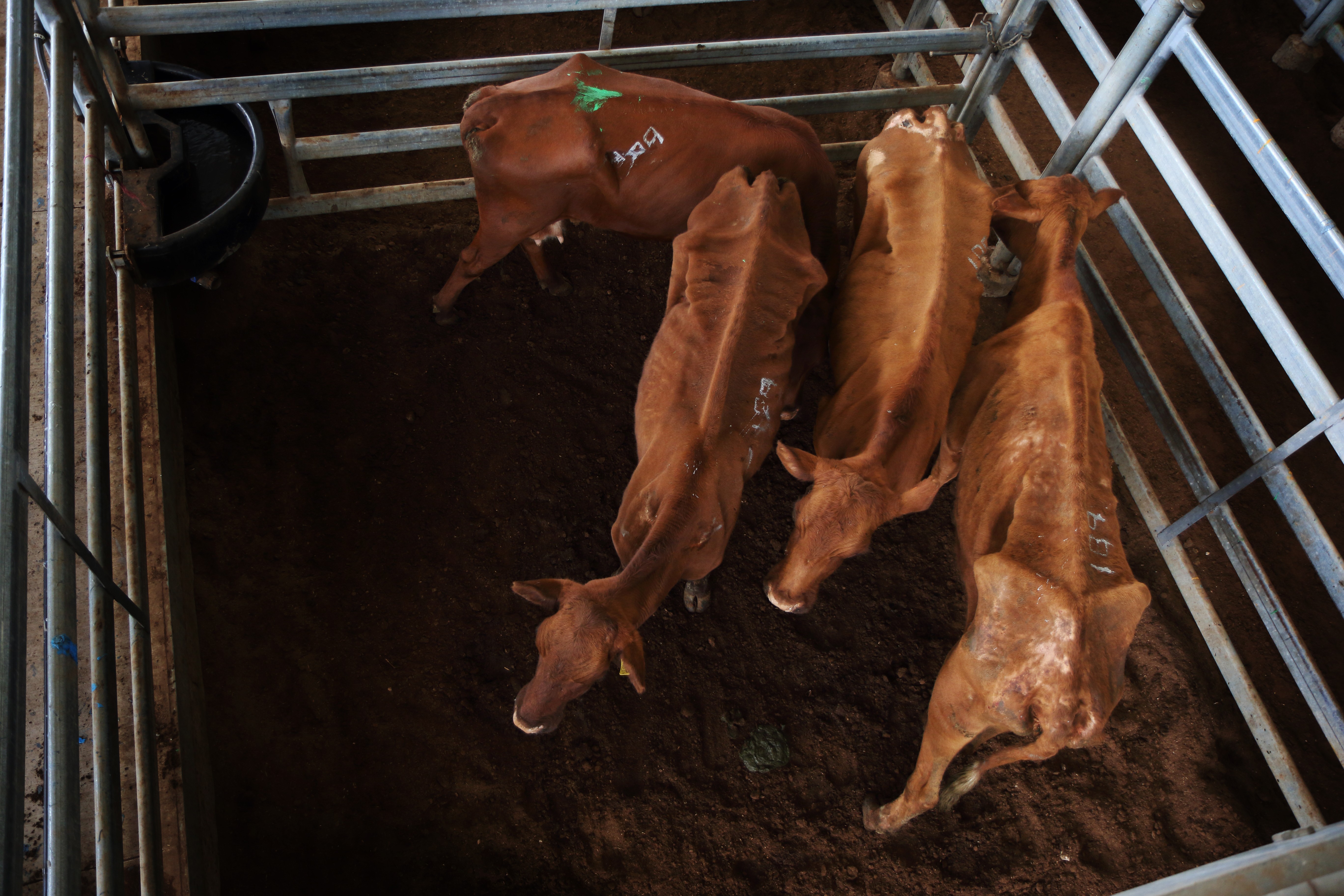 Still Fighting for Farm Animals | Chuffed | Non-profit charity and ...